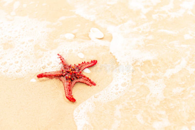 Red Starfish is on a Beach Sand Close Up. Starfish is in the Sea Waves ...