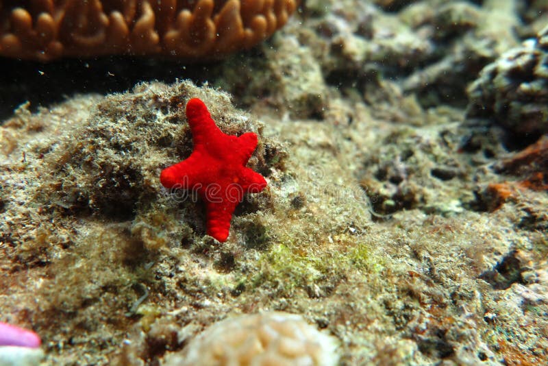 A red starfish stock photo. Image of coelenterate, environmental - 73771100