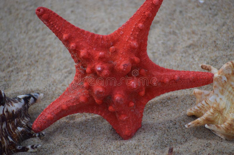 350 Red Starfish Surface Texture Stock Photos - Free & Royalty-Free ...