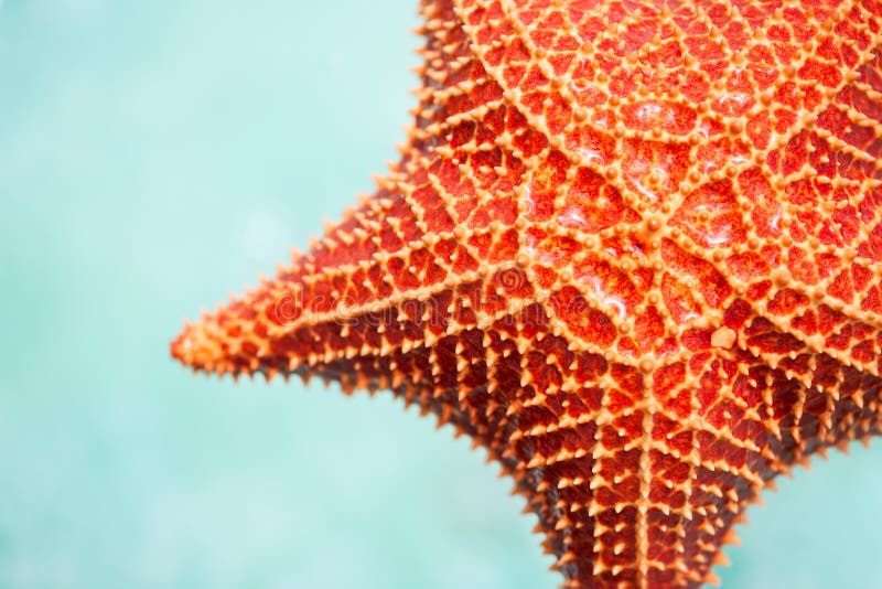 Red starfish stock photo. Image of outdoor, ocean, tropical - 34355914
