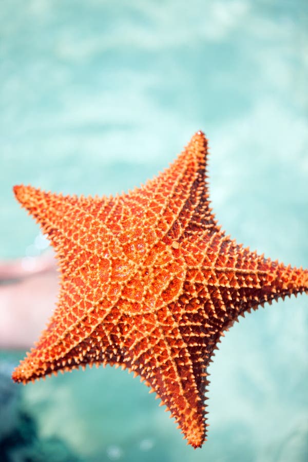 Red starfish stock photo. Image of ocean, beautiful, macro - 35836884