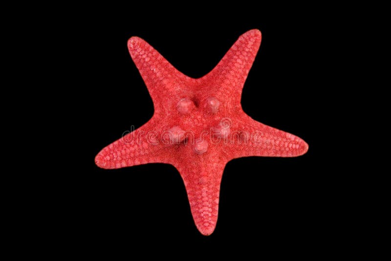 Red starfish stock photo. Image of concept, nature, season - 66773350