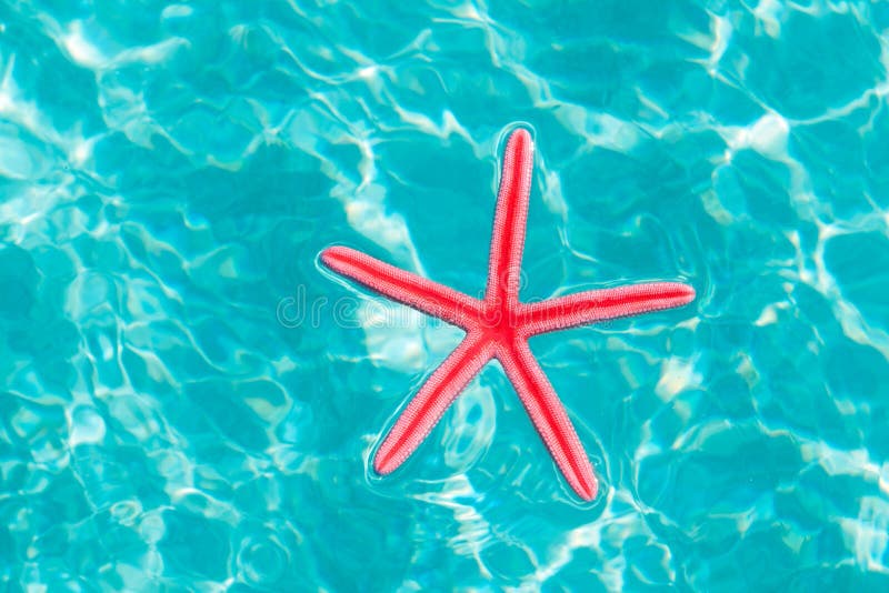 Floating Red Starfish In Turquoise Sand Beach Stock Photo - Image of ...