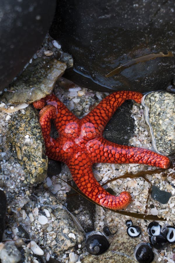 771 Starfish Australia Stock Photos - Free & Royalty-Free Stock Photos ...