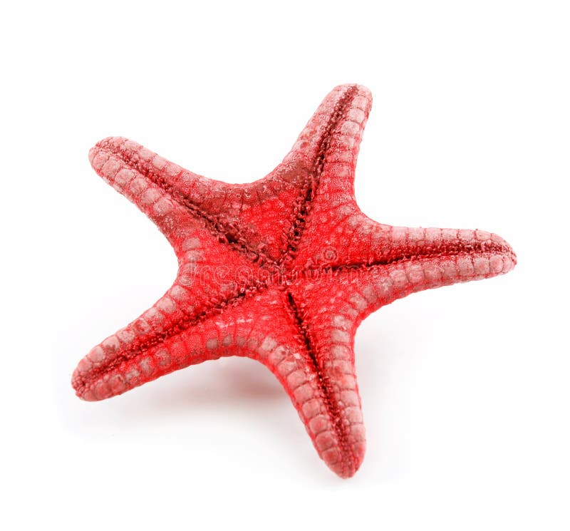 Red Starfish Isolated on a White Stock Image - Image of isolated, white ...