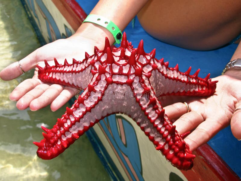Big red starfish stock photo. Image of shape, waves, animal - 12567574