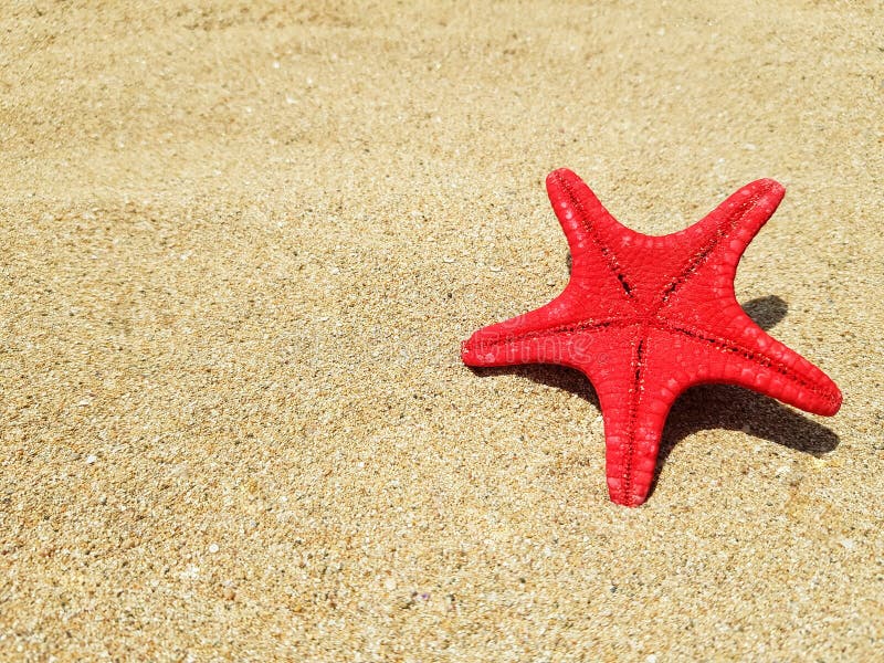 A Red Starfish is Lying on the Sand. Beach on the Seashore Stock Photo ...
