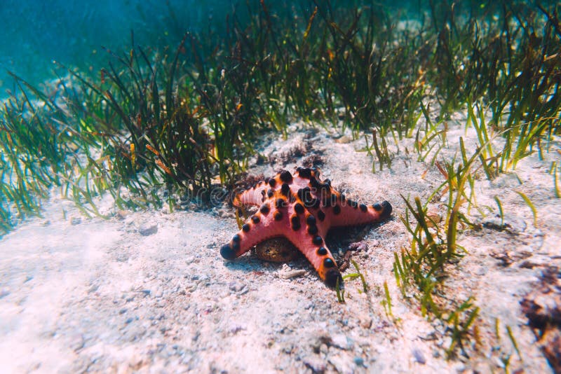 Red Starfish in Ocean with Sand and Sea Weed is Underwater. Stock Image ...