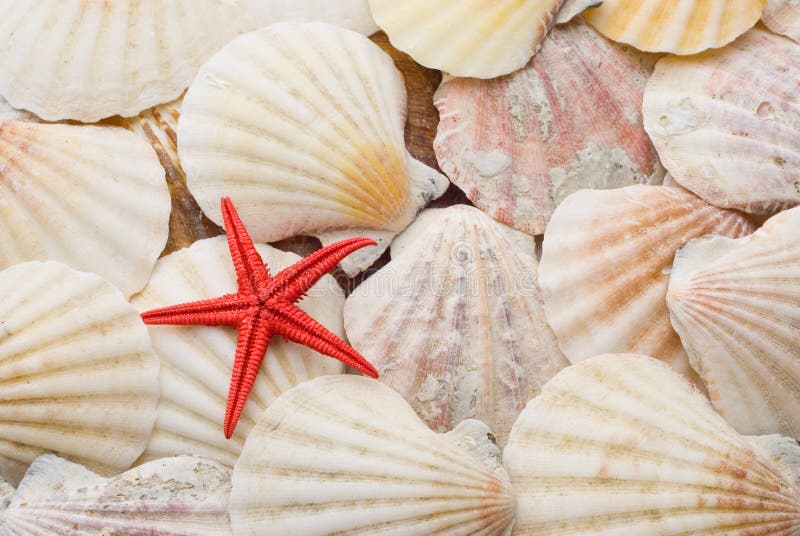 Red Starfish Over Background of Sea Shells Stock Photo - Image of ...