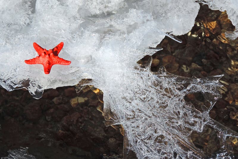 Beautiiful Red Starfish on the Patterned Ice and Snow and Cold Frost ...