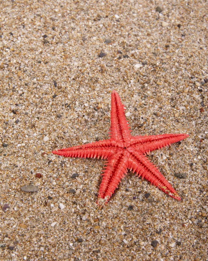 Red starfish in sand stock image. Image of space, queen - 15708103