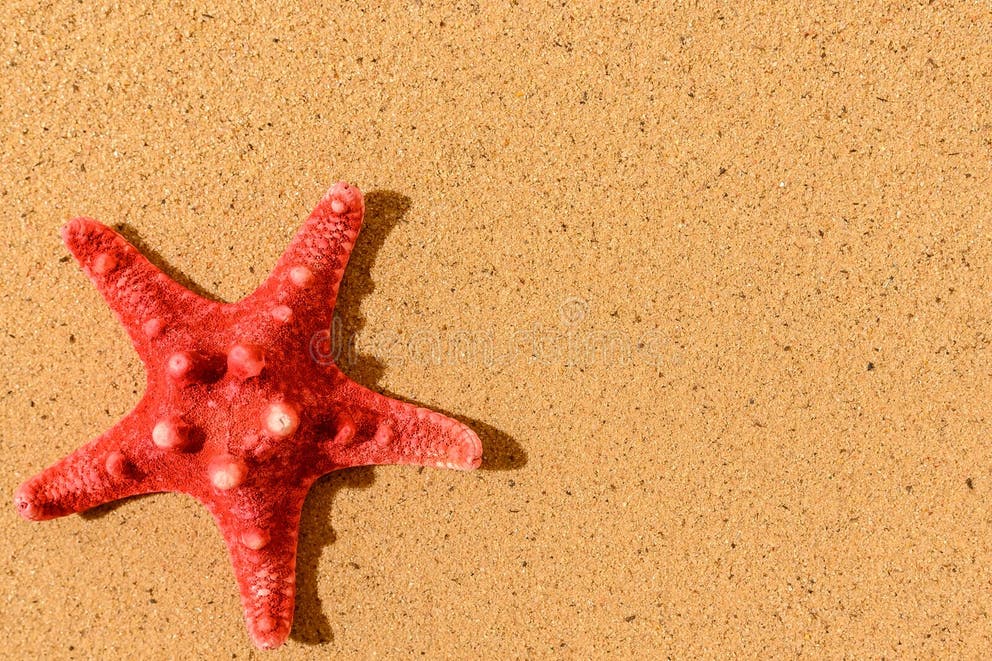 Red Starfish on the Sand. View from Above. Empty Place. Stock Photo ...