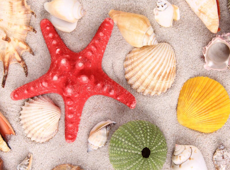 Red starfish with shells stock photo. Image of resort - 24261468