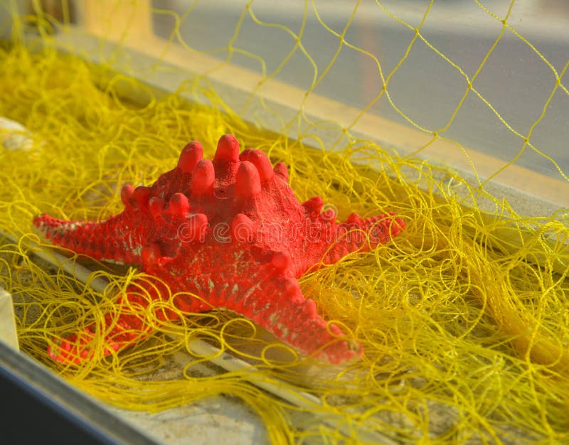 Red Starfish with Yellow Net for Decorations Stock Photo - Image of ...