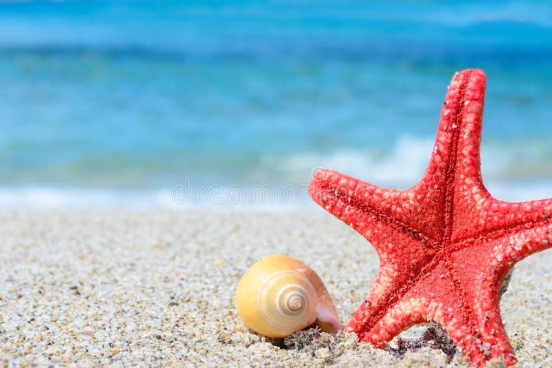 Red Starfish and Yellow Shell by the Shore Stock Photo - Image of ...
