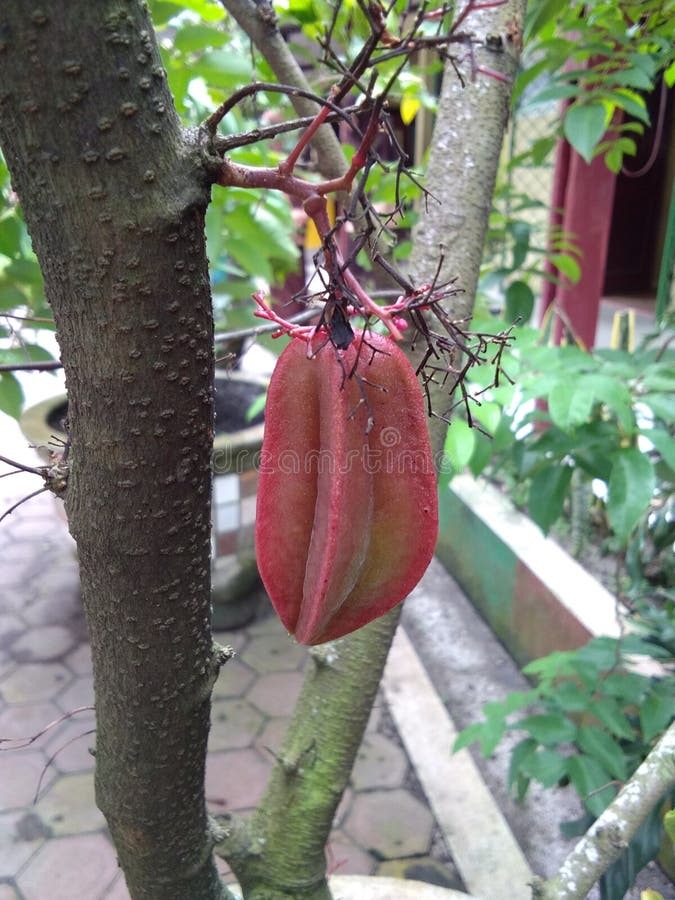 Red starfruit stock photo. Image of tree, alone, little - 129600466
