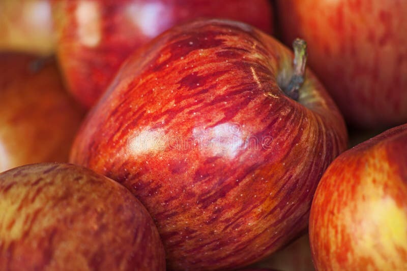 Red Starking Apples Close Up Stock Photo - Image of health, harvest ...