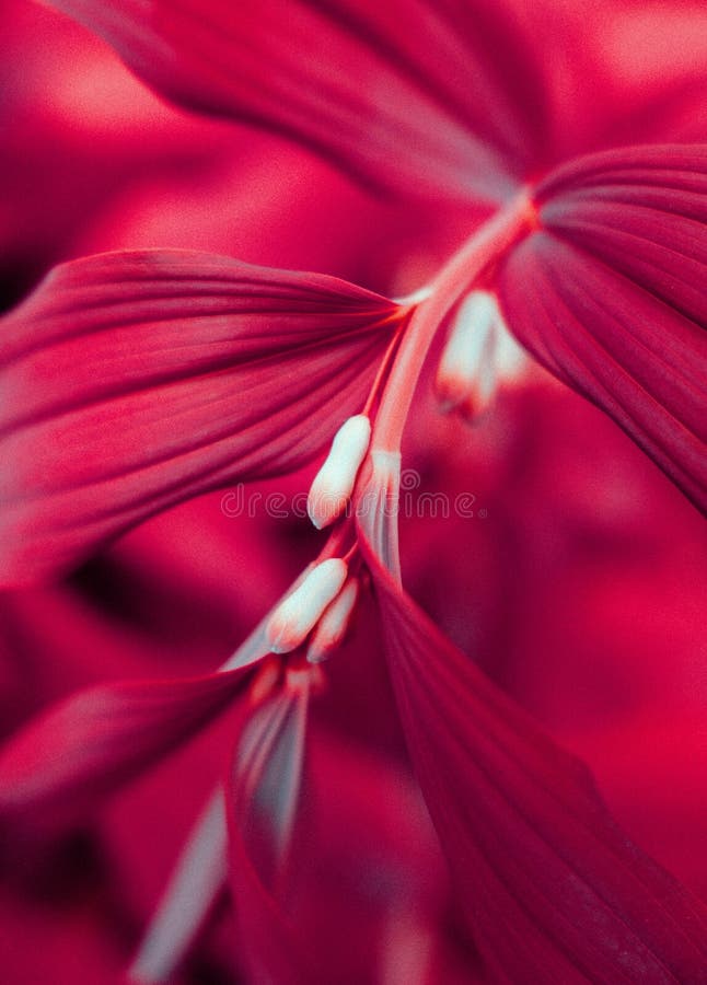 Red Stem stock image. Image of blooming, garden, vibes - 228459029