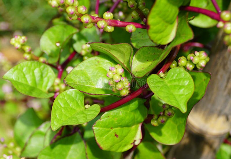 The Red Stem of Malabar Spinach, Also Known with Scientific Name ...