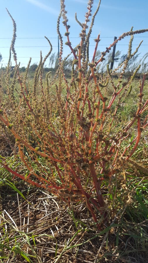 Red Stem stock image. Image of northern, texas, plant - 80768471