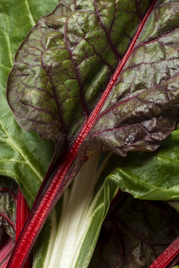 Red-stemmed Chard. Swiss Chard. Stock Image - Image of vegetarian, stem ...