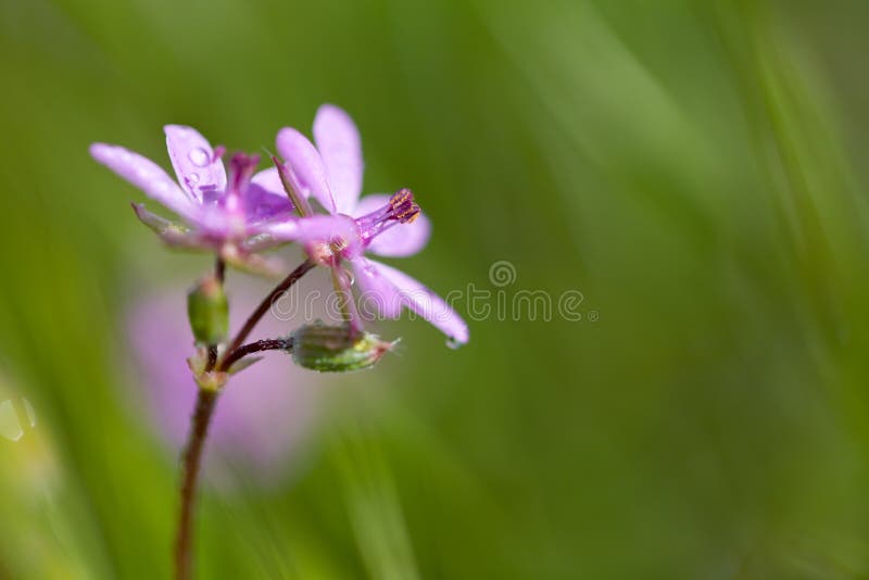 Red-Stemmed Filaree or Storksbill, Erodium Cicutar Stock Image - Image ...