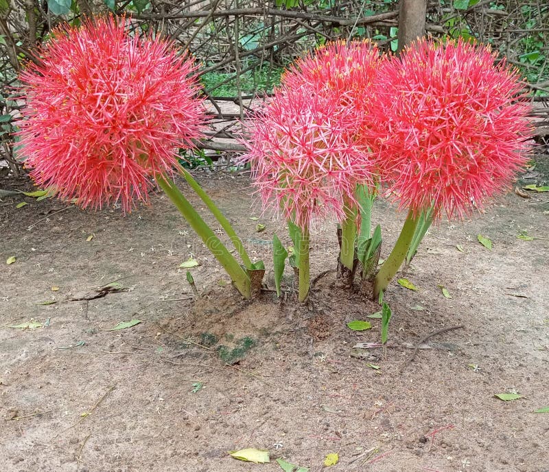 Red stick flower 2 stock image. Image of wildflower - 181661043