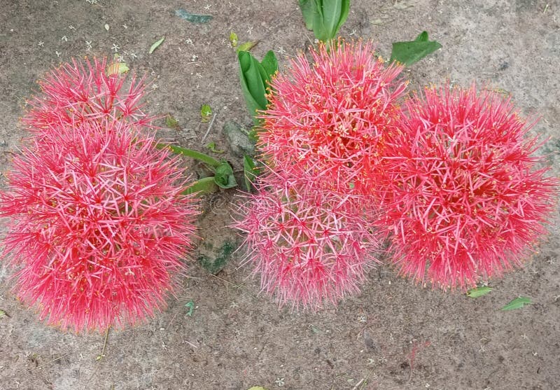 Red stick flower stock image. Image of home, flower - 181660369