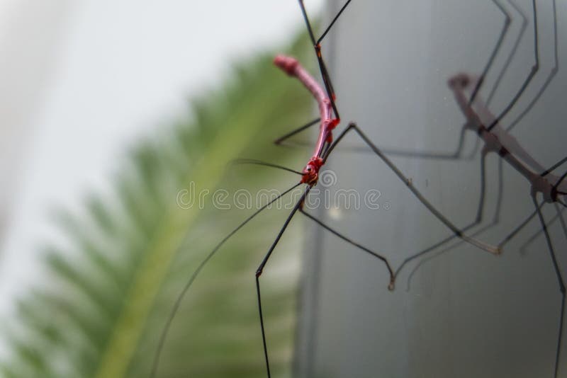 Red stick insect macro stock image. Image of macro, glass - 131356461