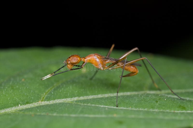 Red stilt legged fly stock image. Image of wing, hairy - 10633773