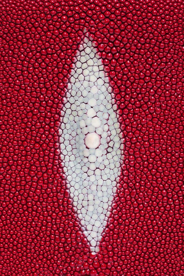 114 Stingray Leather Photos - Free & Royalty-Free Stock Photos from ...