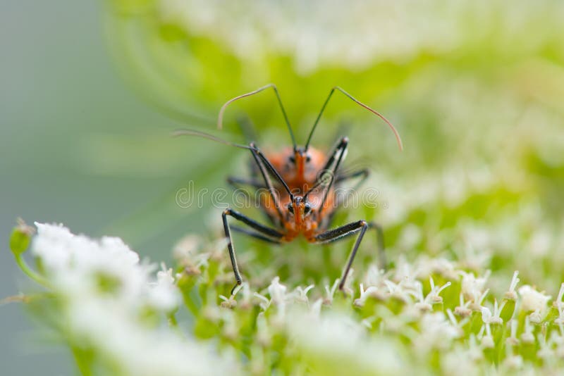 Mating Stink Bugs 3 stock photo. Image of stink, pests - 61842258