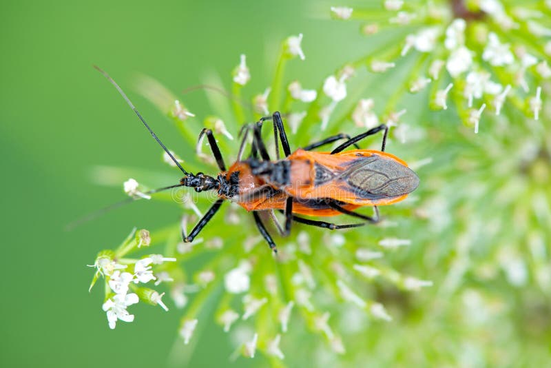 Mating Stink Bugs 3 stock photo. Image of stink, pests - 61842258