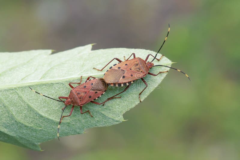 Red stink bug stock photo. Image of coupling, wild, copulate - 94275996