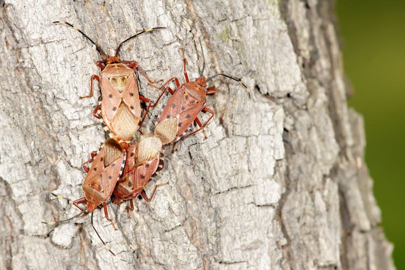 Mating Stink Bugs 1 stock image. Image of africa, male - 61842199