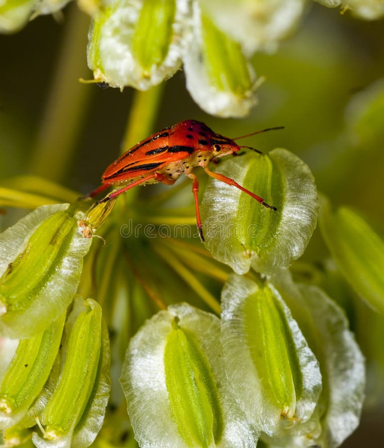 Red Stink (Shield) Bug. stock photo. Image of stripes - 15809256