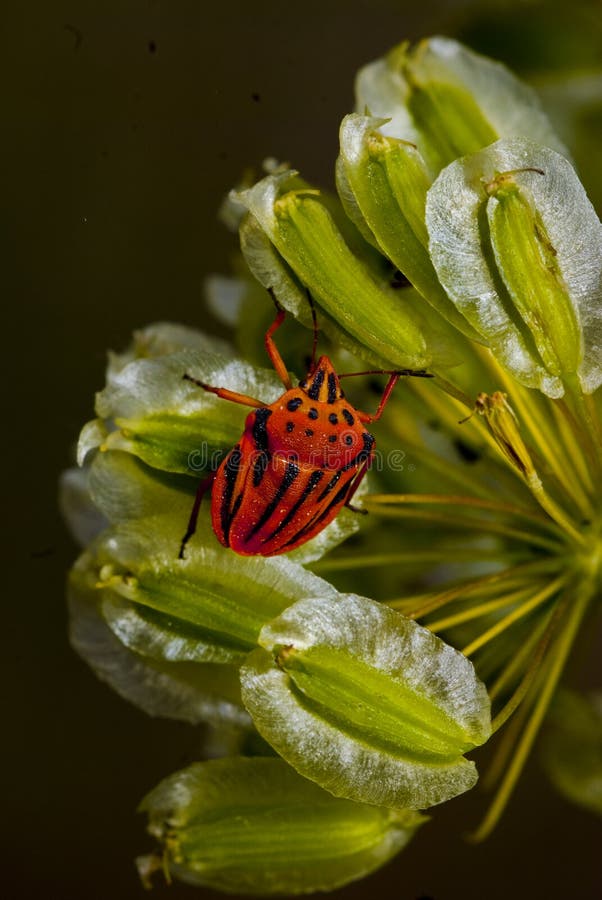 Winged shield stock photo. Image of detail, facade, europe - 101312470