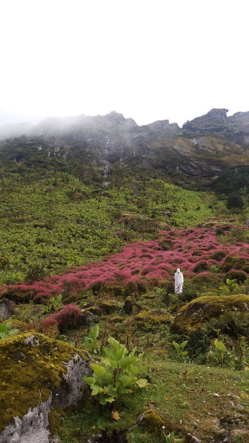 Red Stone Alge Mountain Nature Boulder Mist Stock Photo - Image of alge ...