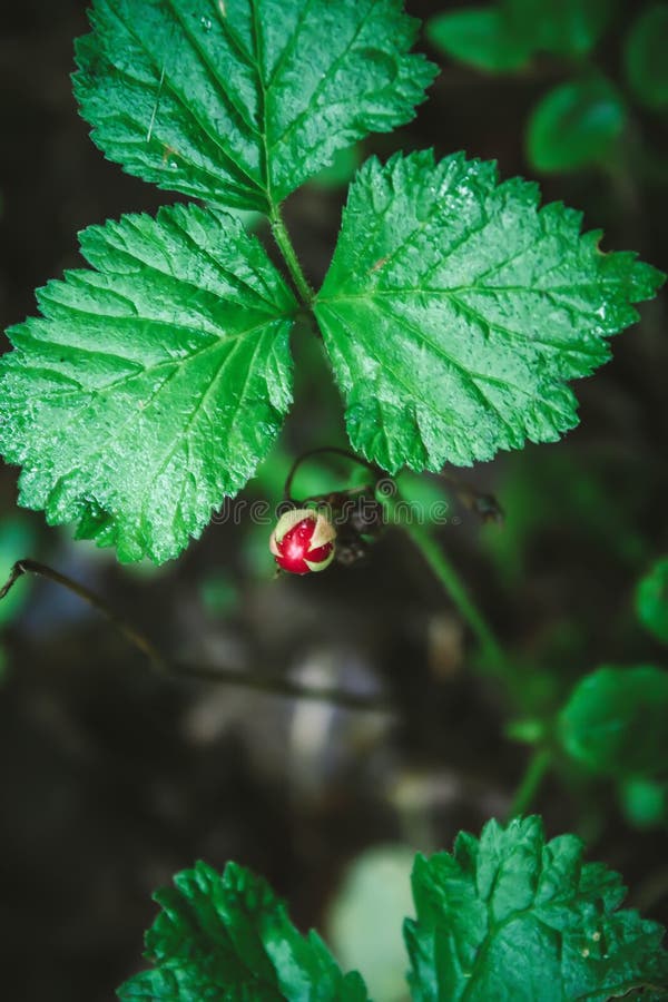 Red Stone Berry in Summer Forest. Stock Image - Image of wood, stone ...