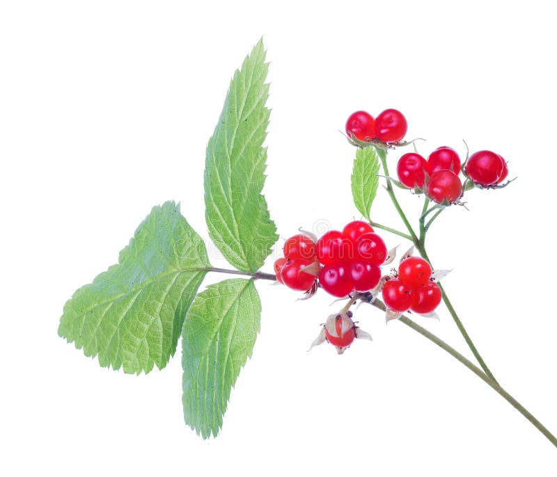 Red Stone Bramble with Green Leaves Stock Photo - Image of herbal ...