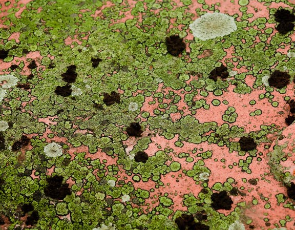 Red stone with mold stock photo. Image of mold, stain - 13191272