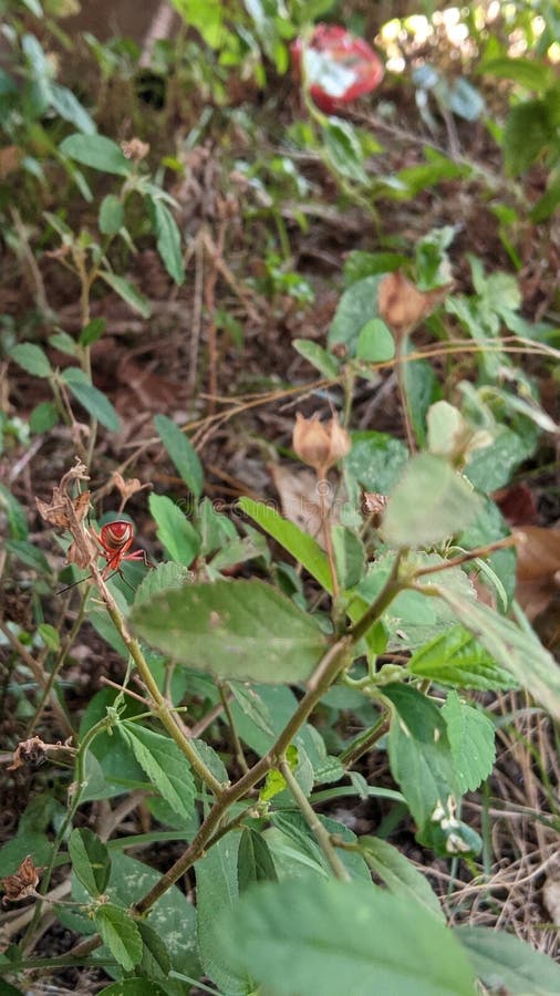 Thunbergcrawling Stock Photos - Free & Royalty-Free Stock Photos from ...