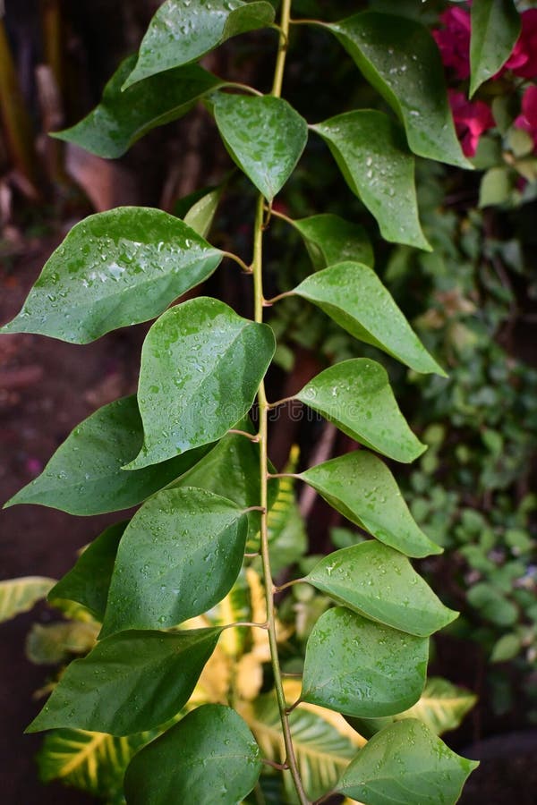 Red Stopper is an Evergreen Shrub or Small Tree with an Oval Crown ...