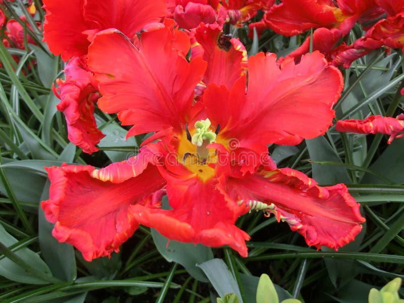 Red Strange Tulip Flower, Horizontal Stock Photo - Image of gardening ...