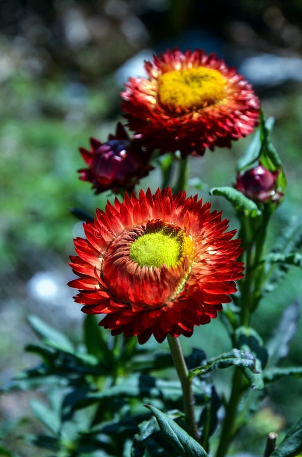 Red Straw Flower Or Everlasting Flower Stock Photo - Image of botany ...