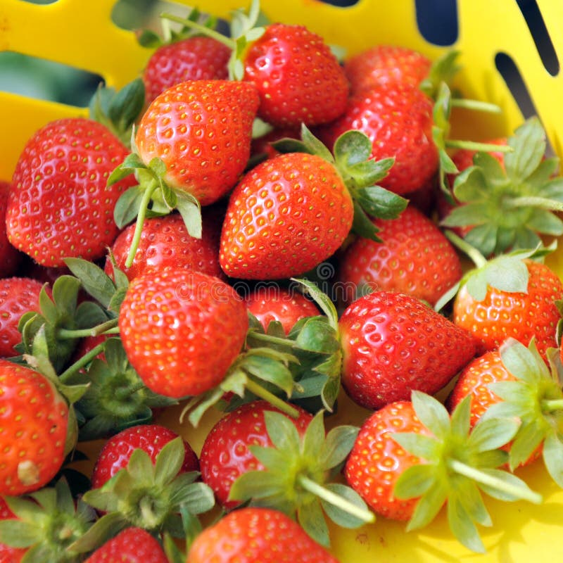 Red strawberries stock photo. Image of calories, juicy - 23020240