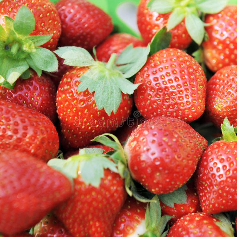 Strawberries stock image. Image of close, fruity, background - 15292037