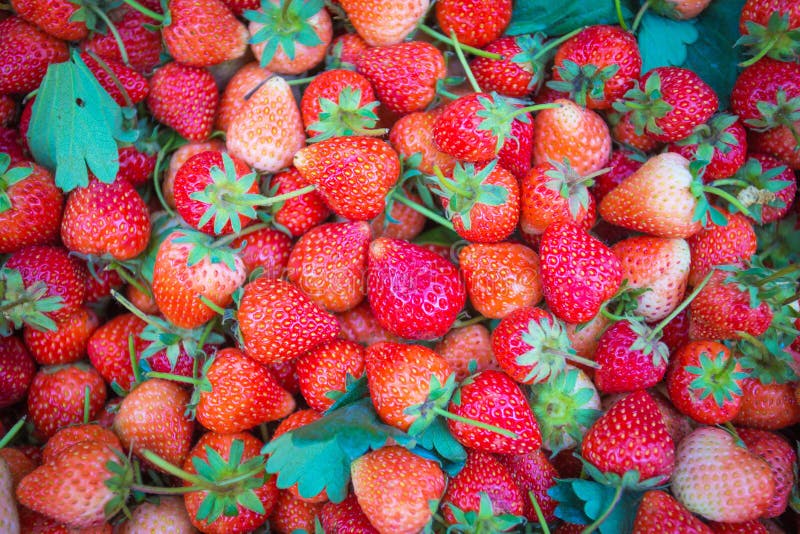 Red strawberries stock image. Image of color, natural - 68081581