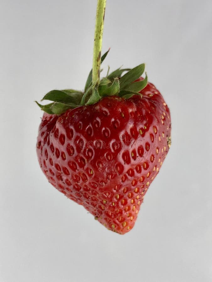 Red strawberries. stock photo. Image of redstrawberries - 176668056
