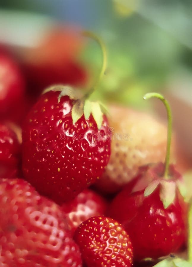 Red strawberry stock image. Image of diet, juicy, natural - 2128311